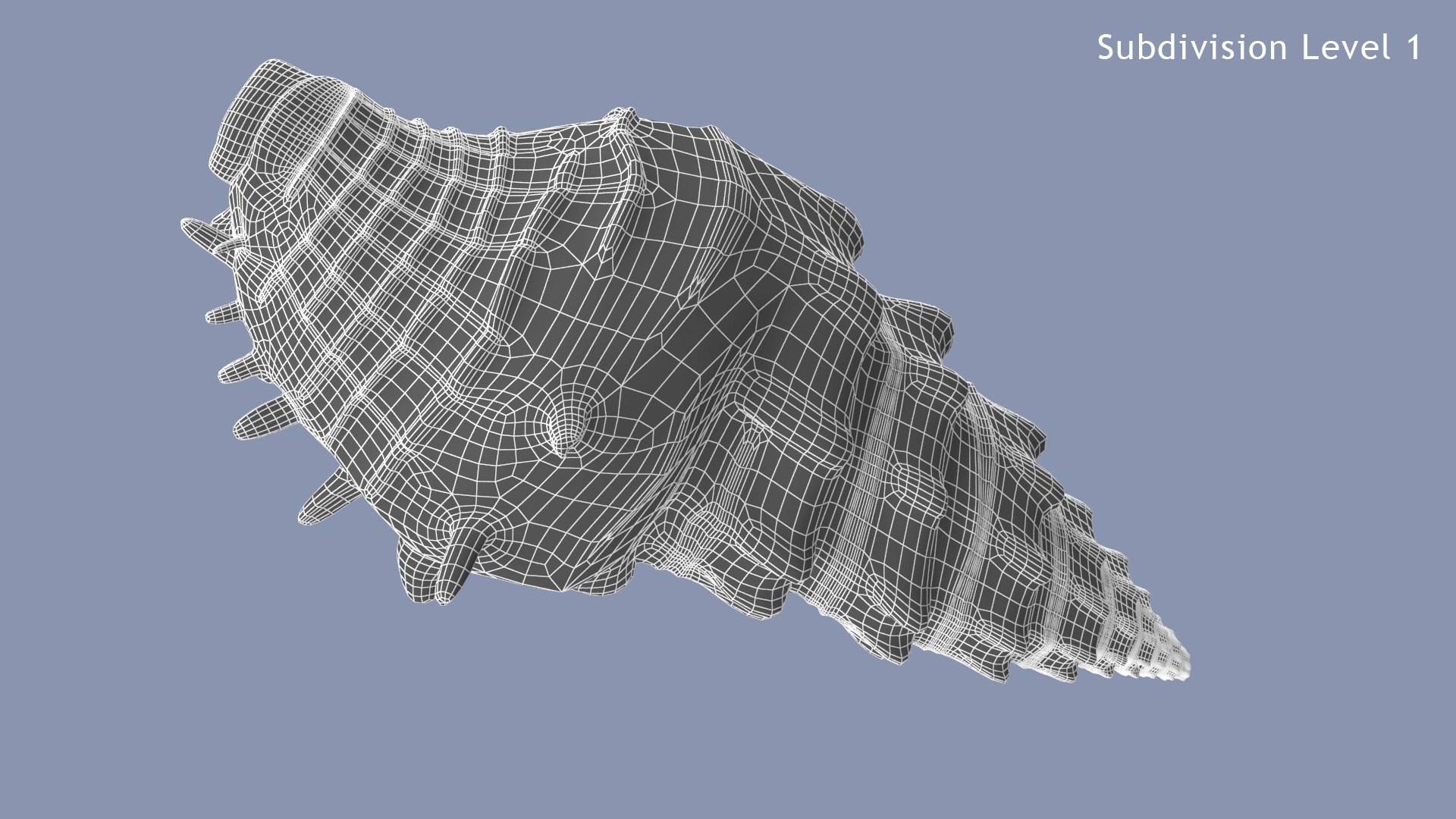 Sea Shell 01 01 Model - TurboSquid 1736204