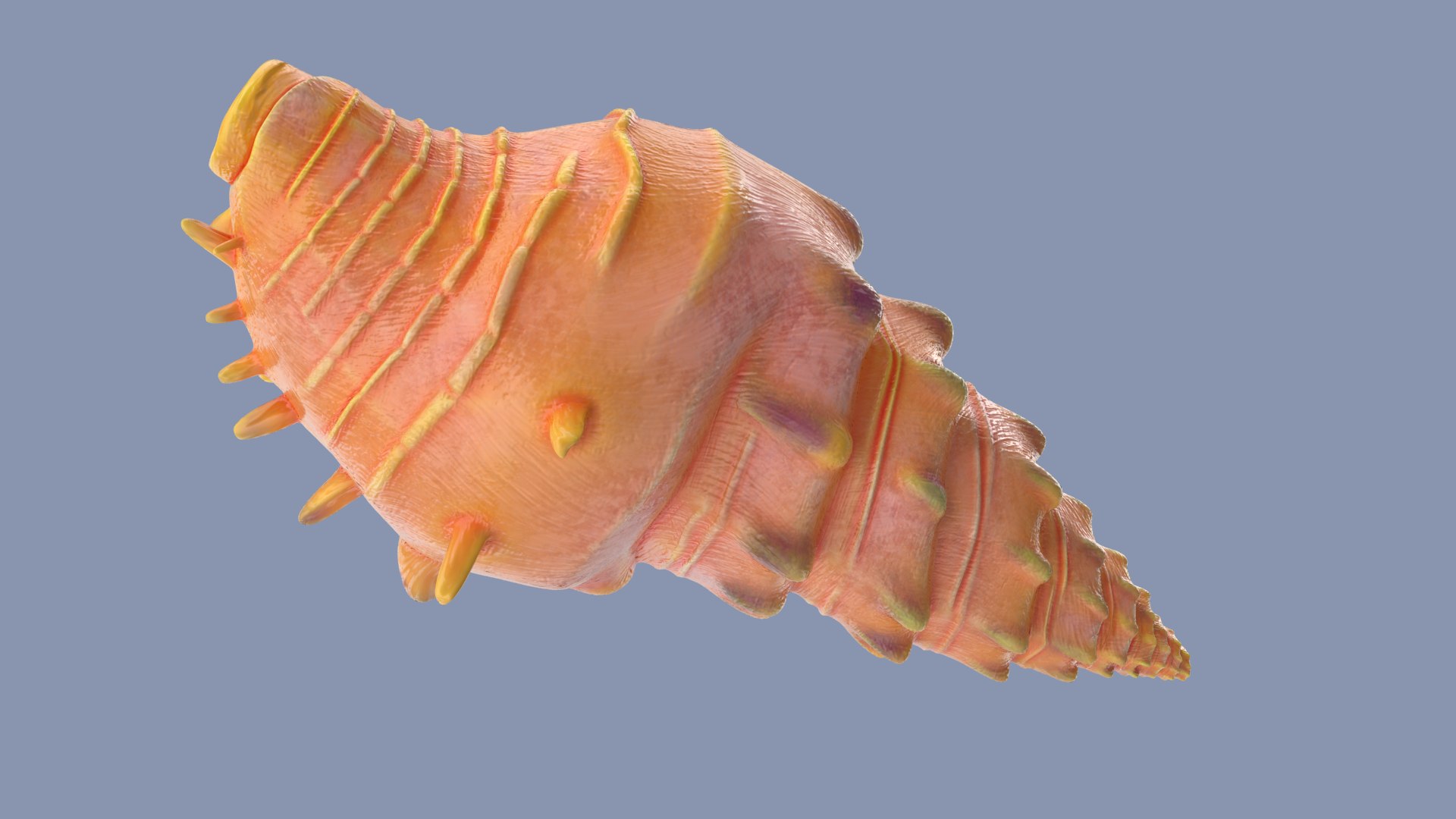 Sea Shell 01 01 Model - TurboSquid 1736204