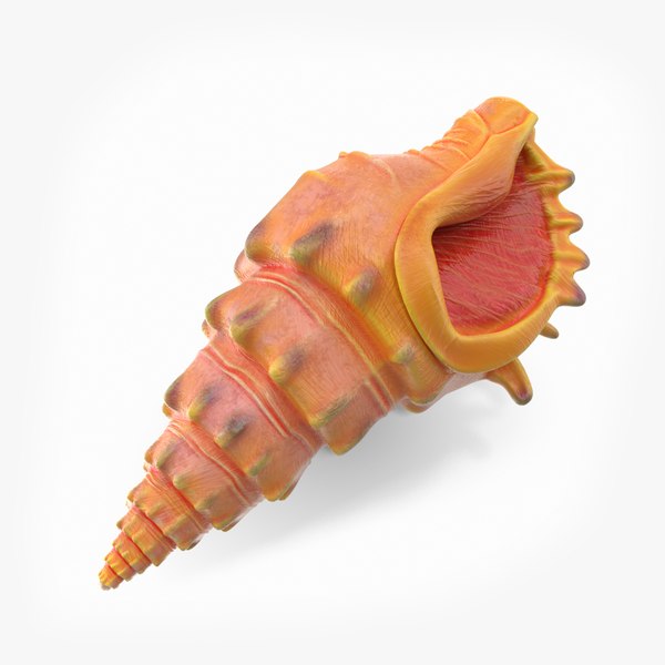 Shell 3D Models for Download | TurboSquid