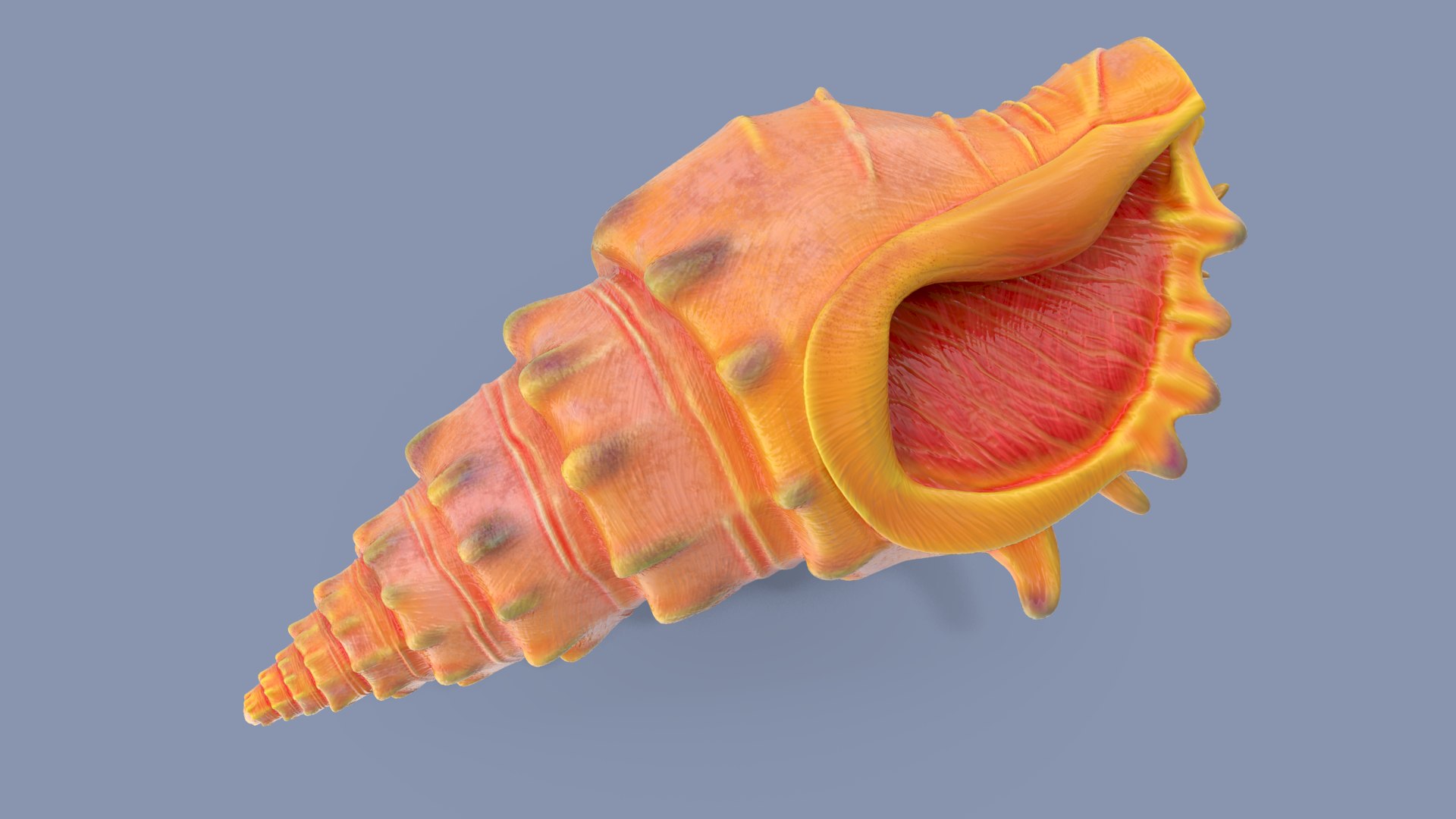 Sea Shell 01 01 Model - TurboSquid 1736204