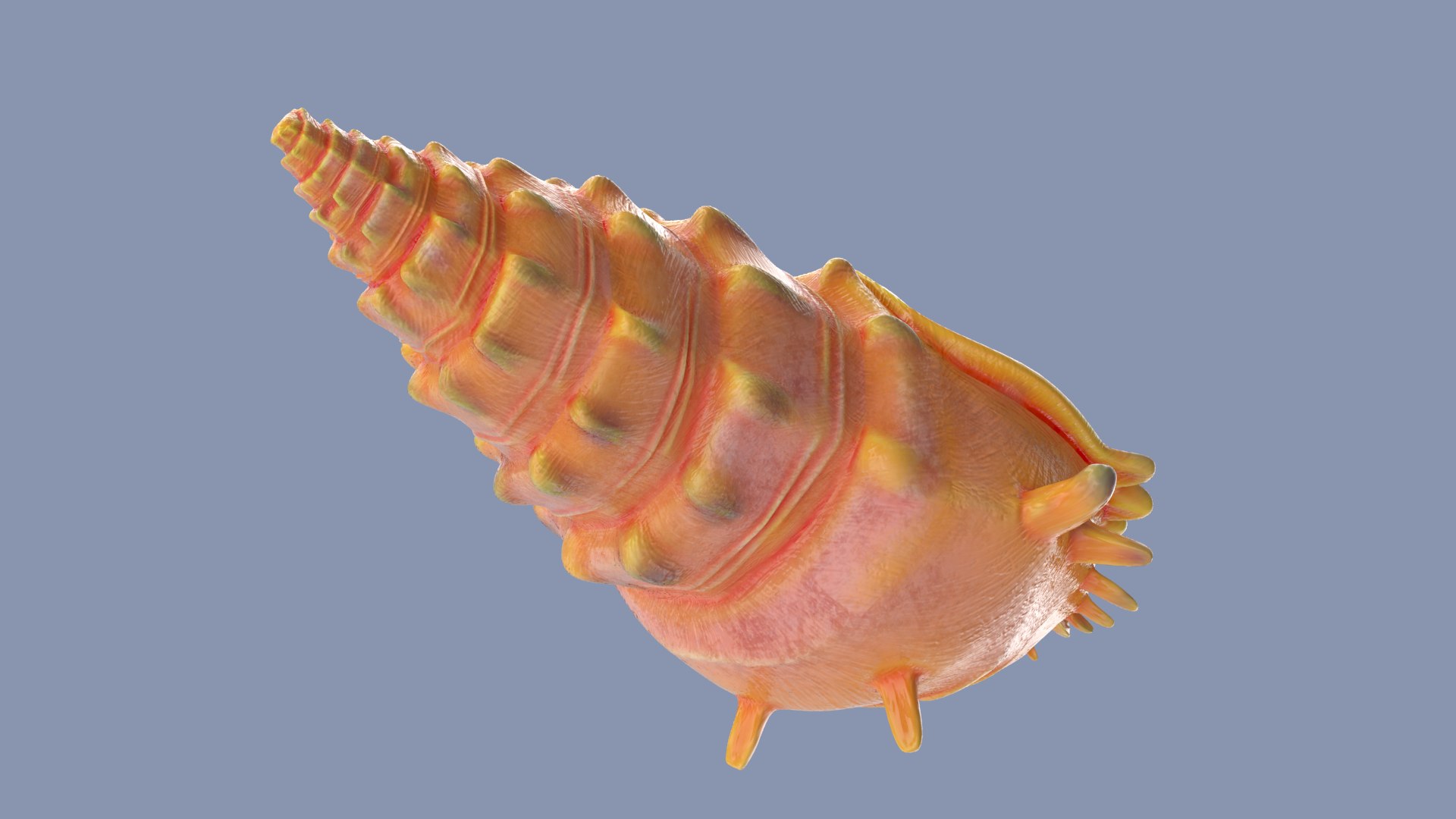 Sea Shell 01 01 Model - TurboSquid 1736204