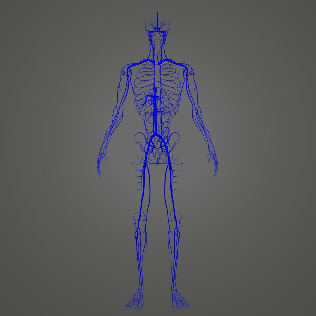 3D Veins - TurboSquid 1218740