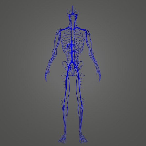 modelo 3d Venas - TurboSquid 1218740