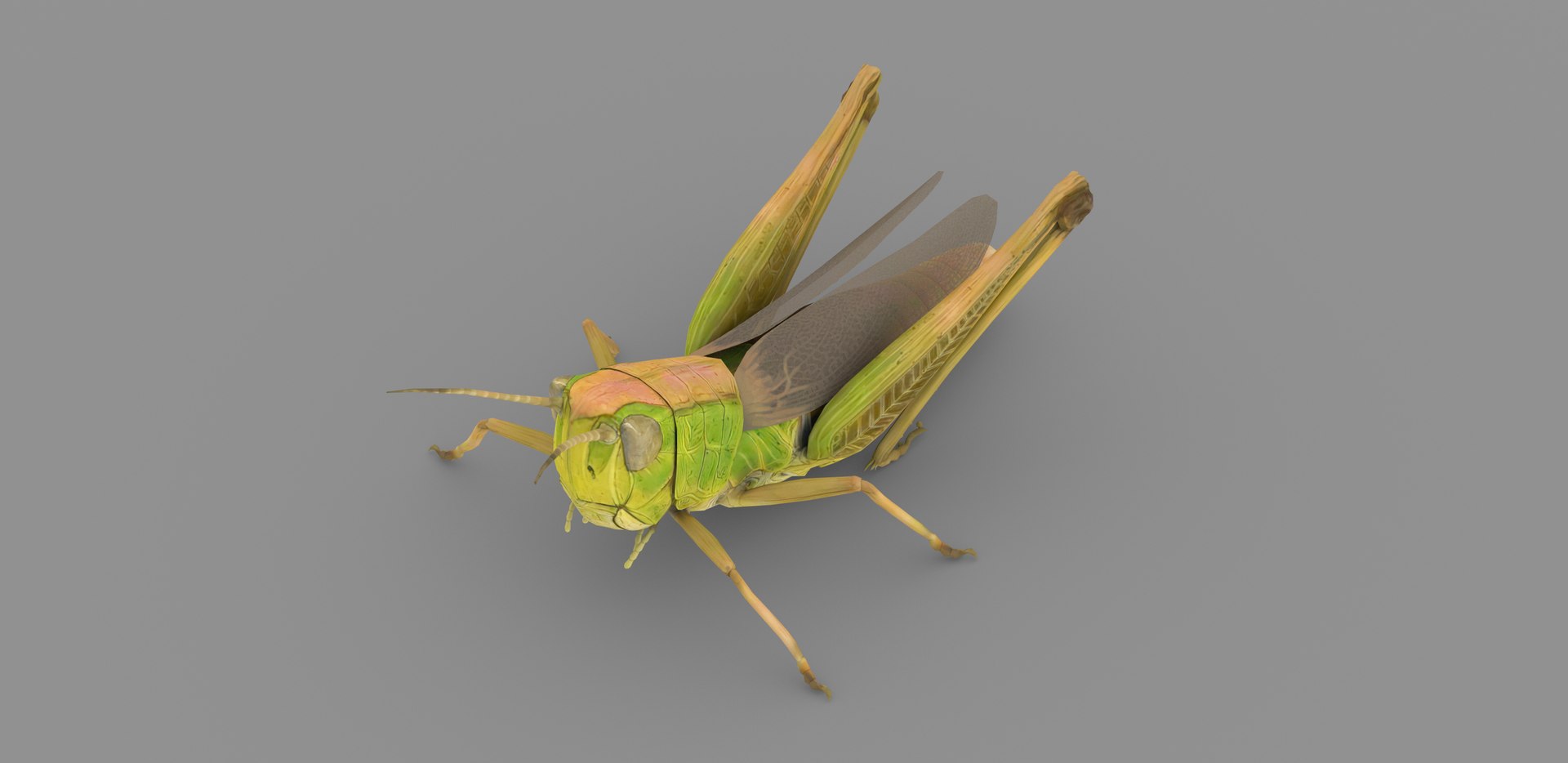 3D Grasshopper Model - TurboSquid 2078170