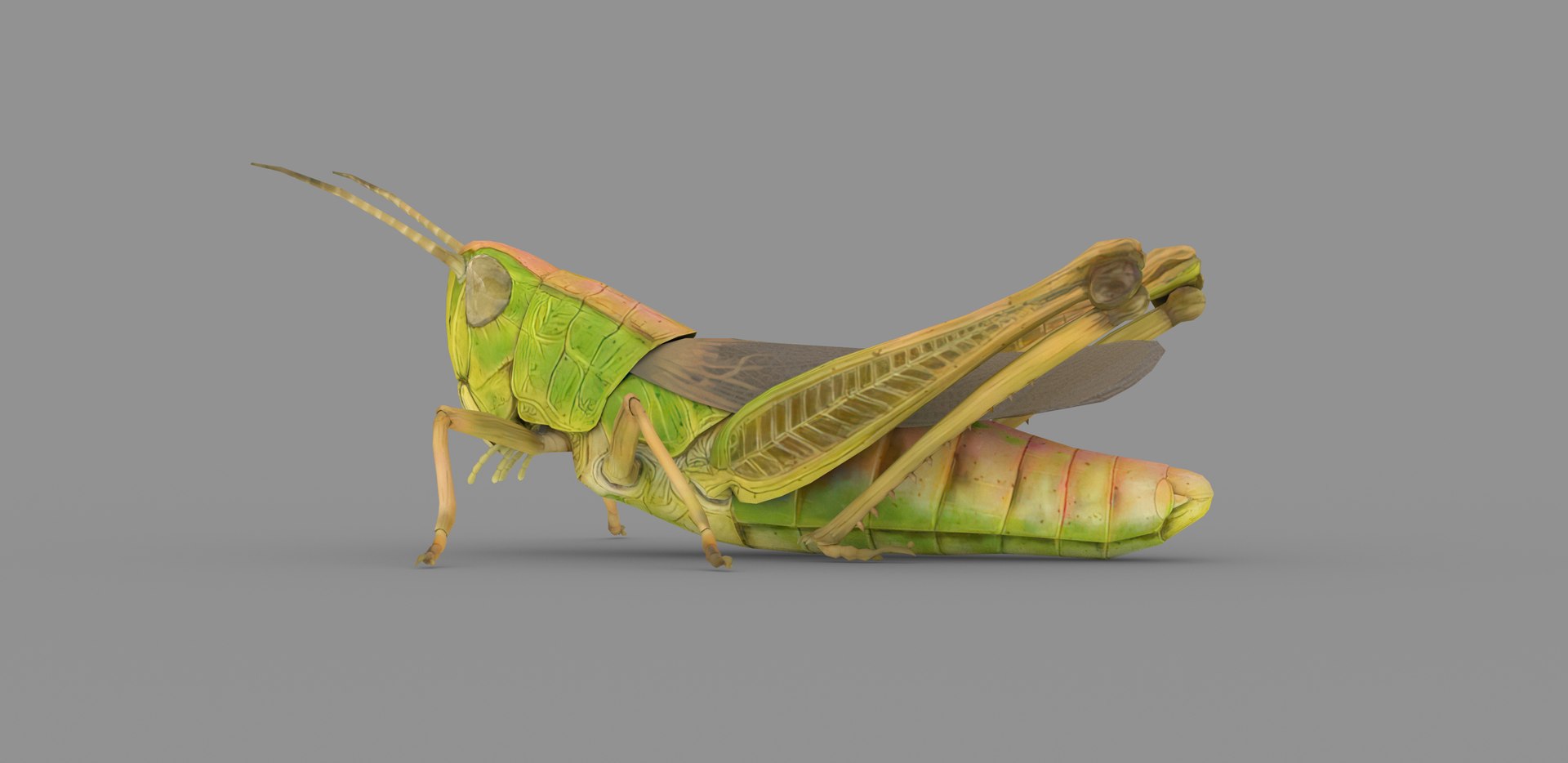 3d Grasshopper Model Turbosquid 2078170