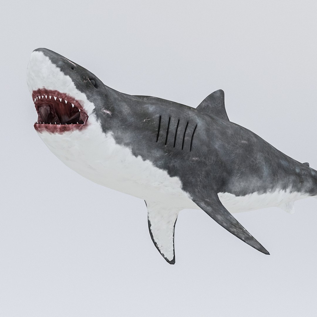 3D Shark Rigged - TurboSquid 1560398