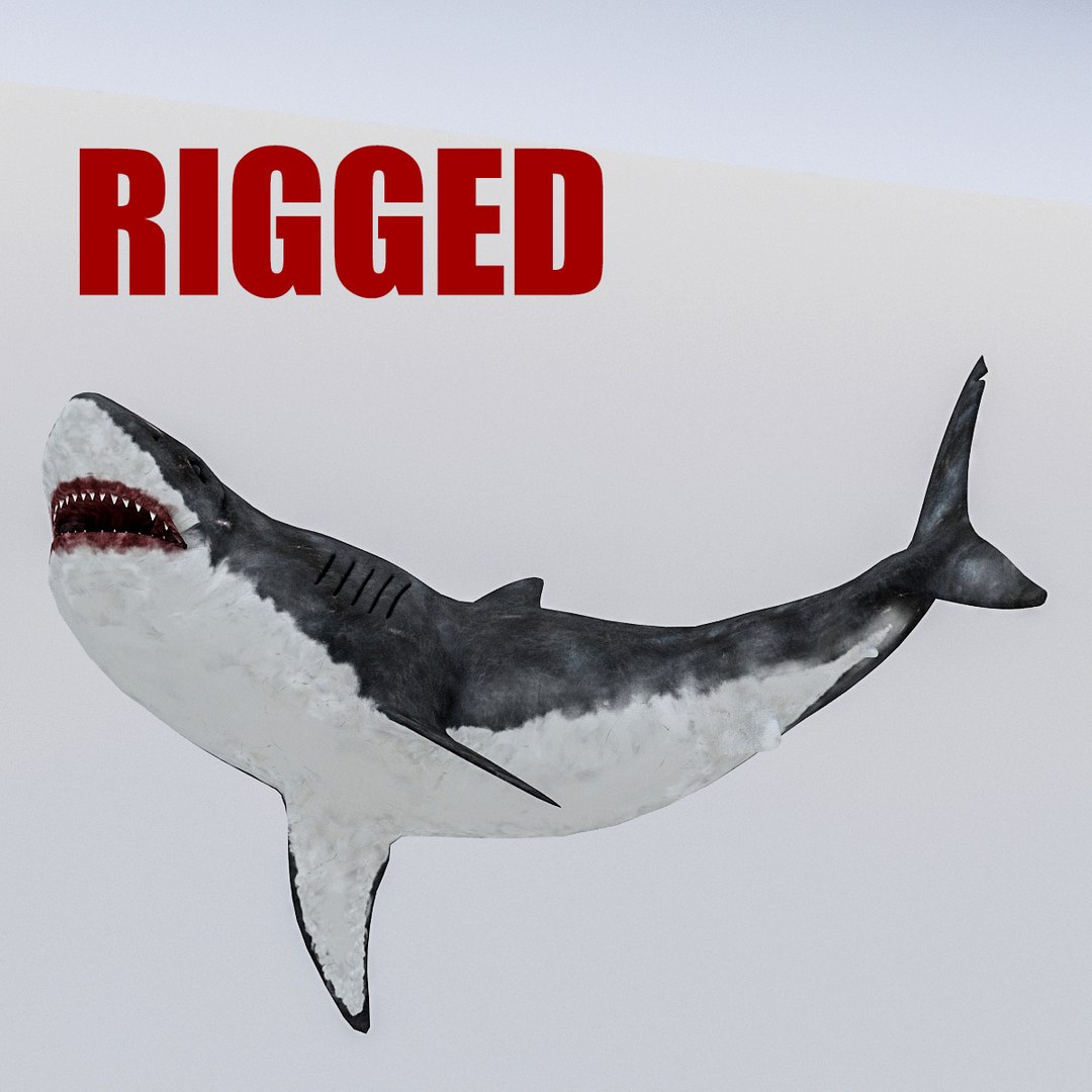 3D Shark Rigged - TurboSquid 1560398