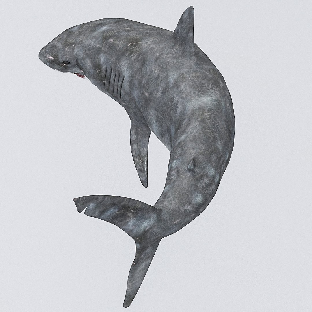 3D Shark Rigged - TurboSquid 1560398