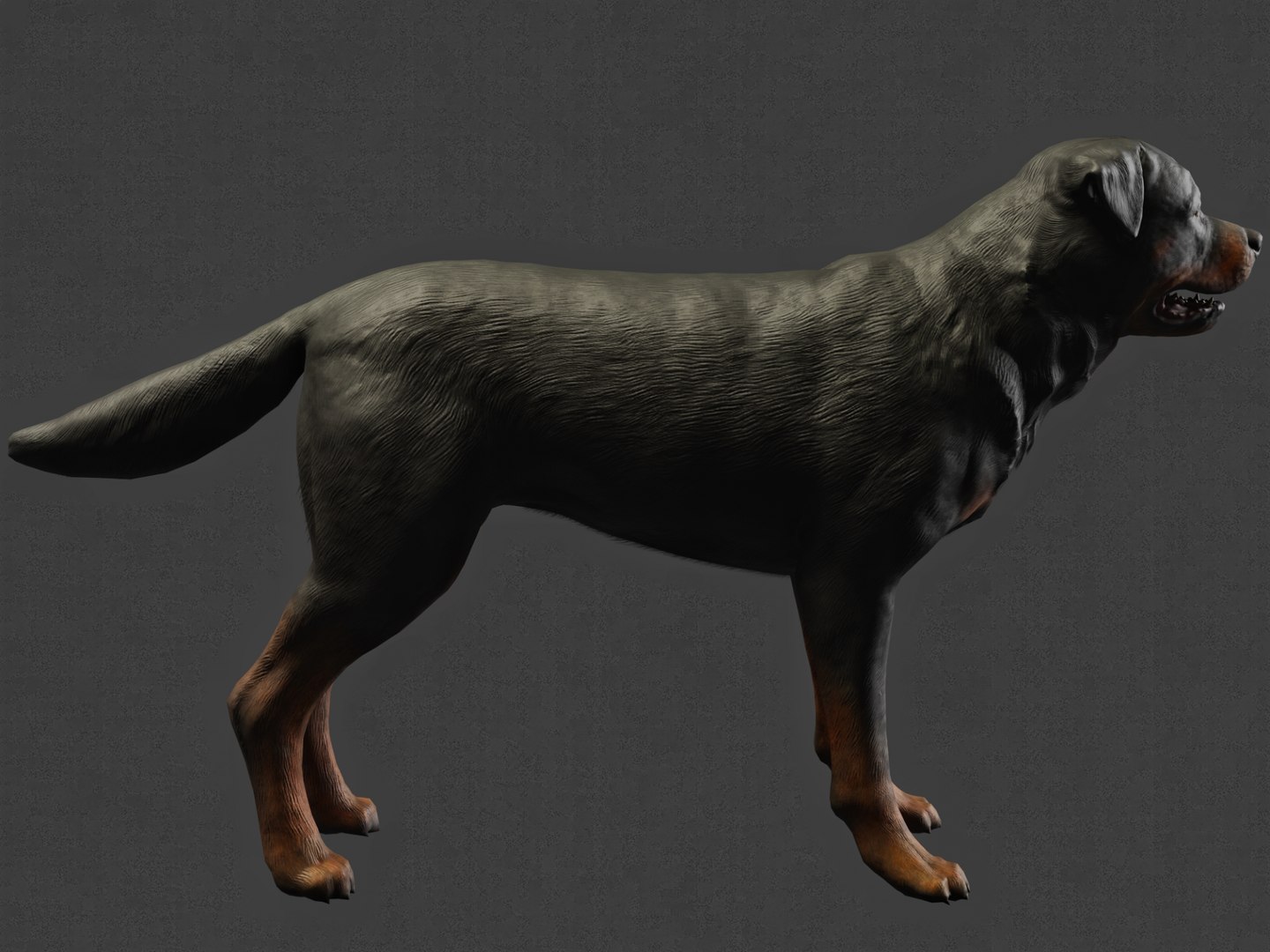 3D DOG - ROTTWEILER Model - TurboSquid 2030829