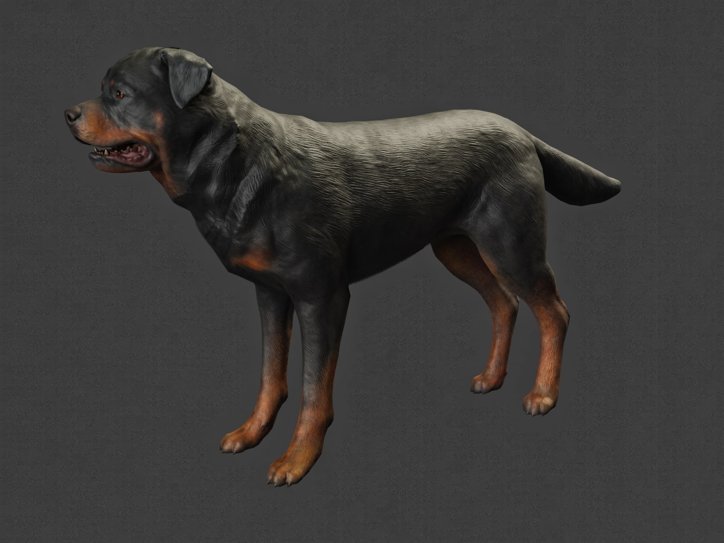 3D DOG - ROTTWEILER Model - TurboSquid 2030829