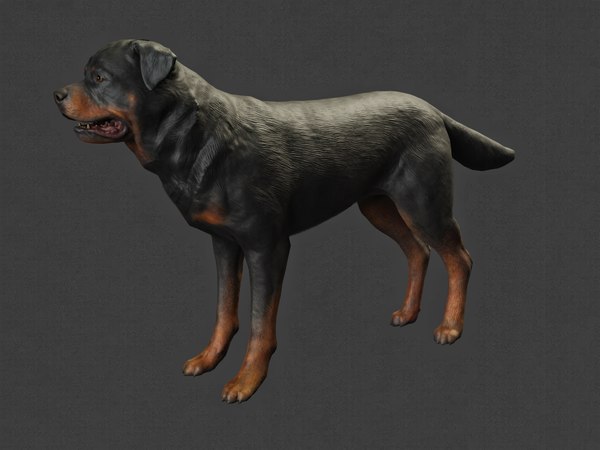 Rottweiler 3D Models for Download | TurboSquid