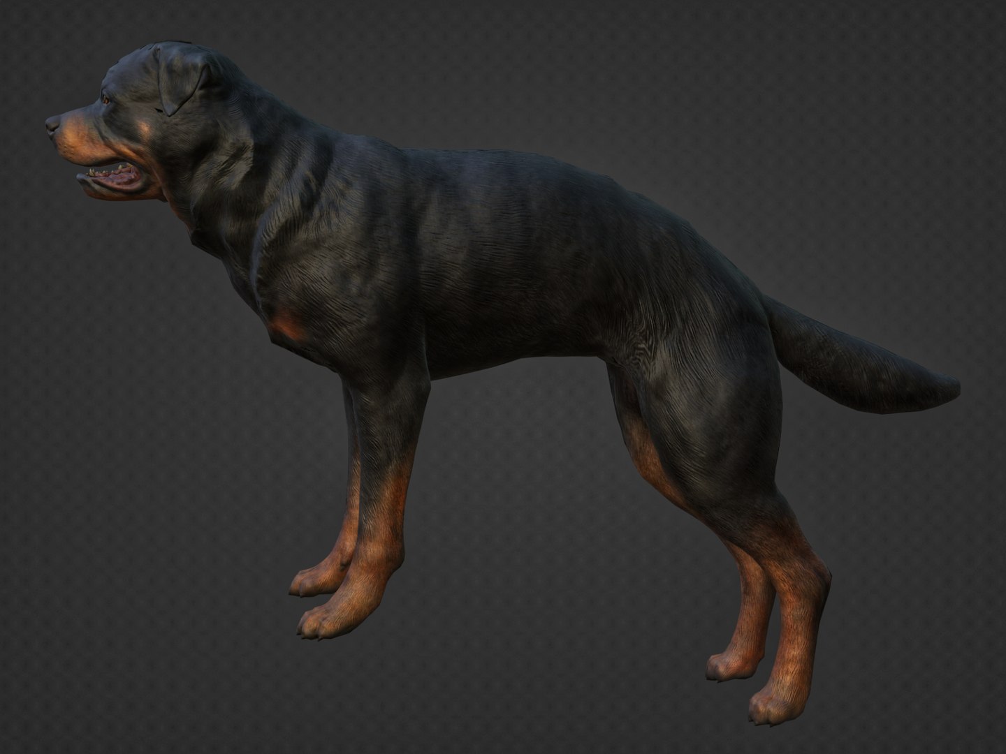 3D DOG - ROTTWEILER Model - TurboSquid 2030829
