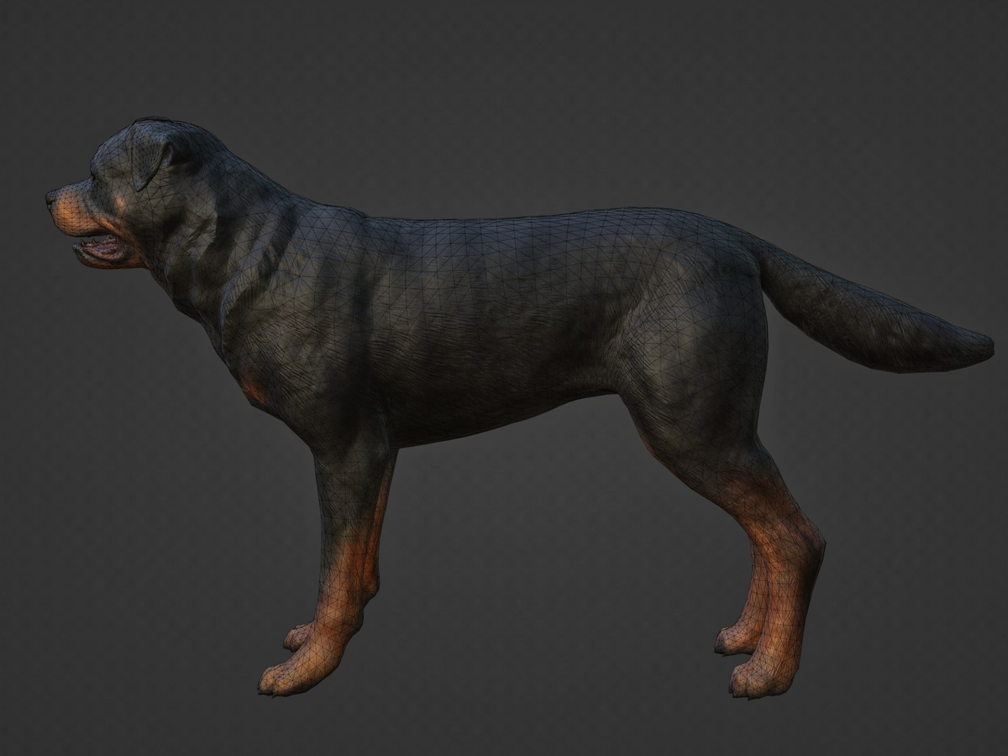 3D DOG - ROTTWEILER Model - TurboSquid 2030829