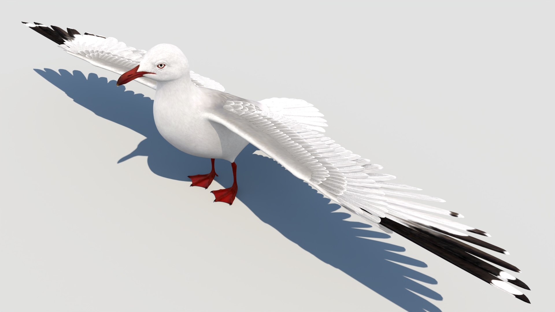 Seagull 3D Model Rigged 3D Model - TurboSquid 2389379