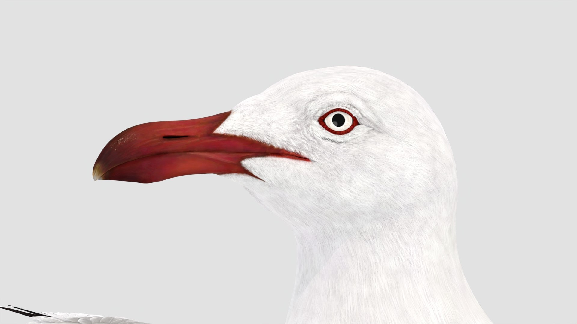 Seagull 3D Model Rigged 3D Model - TurboSquid 2389379