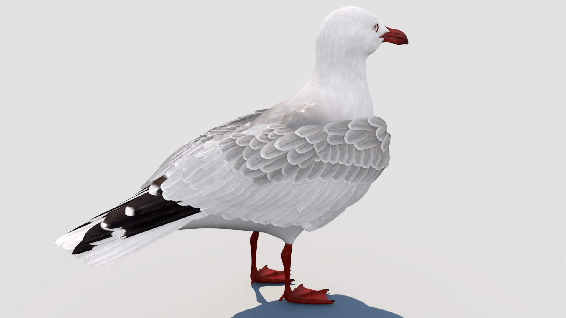 Seagull 3D Model Rigged 3D Model - TurboSquid 2389379