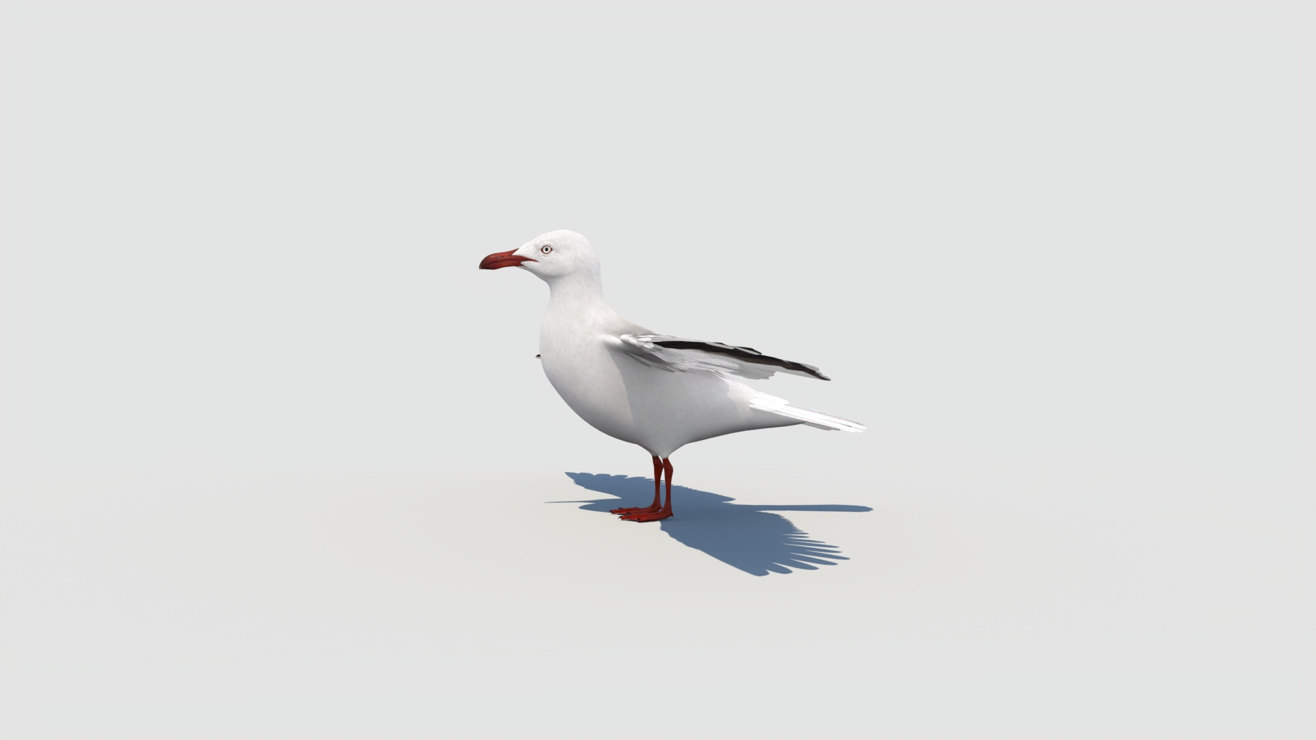 Seagull 3D Model Rigged 3D Model - TurboSquid 2389379