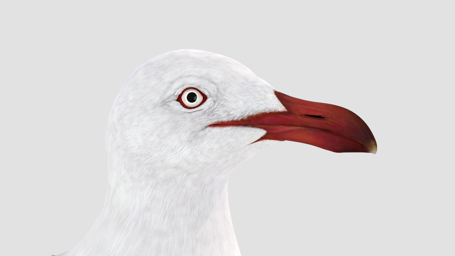 Seagull 3D Model Rigged 3D Model - TurboSquid 2389379