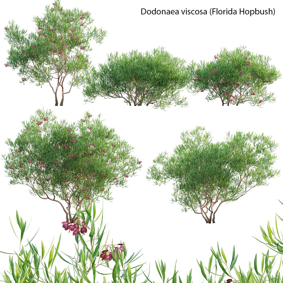 3D Dodonaea Viscosa - Florida Hopbush - TurboSquid 2059160