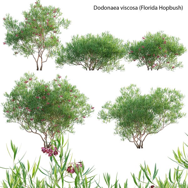 modelo 3d Dodonaea viscosa - Florida Hopbush - TurboSquid 2059160