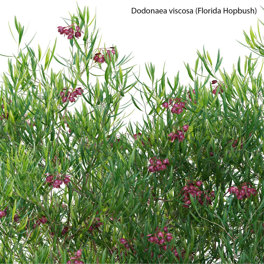 3D Dodonaea Viscosa - Florida Hopbush - TurboSquid 2059160