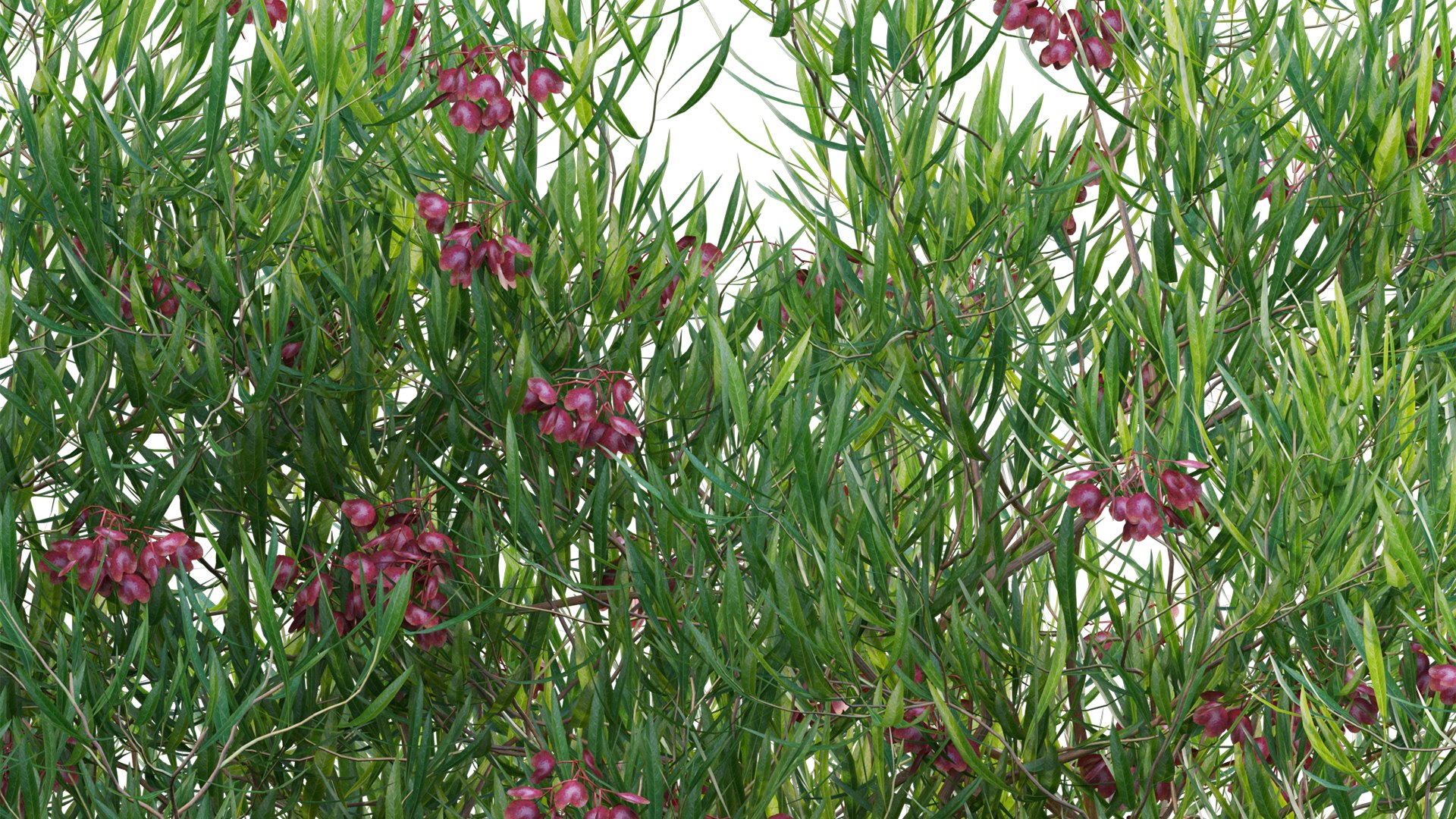 3D Dodonaea Viscosa - Florida Hopbush - TurboSquid 2059160