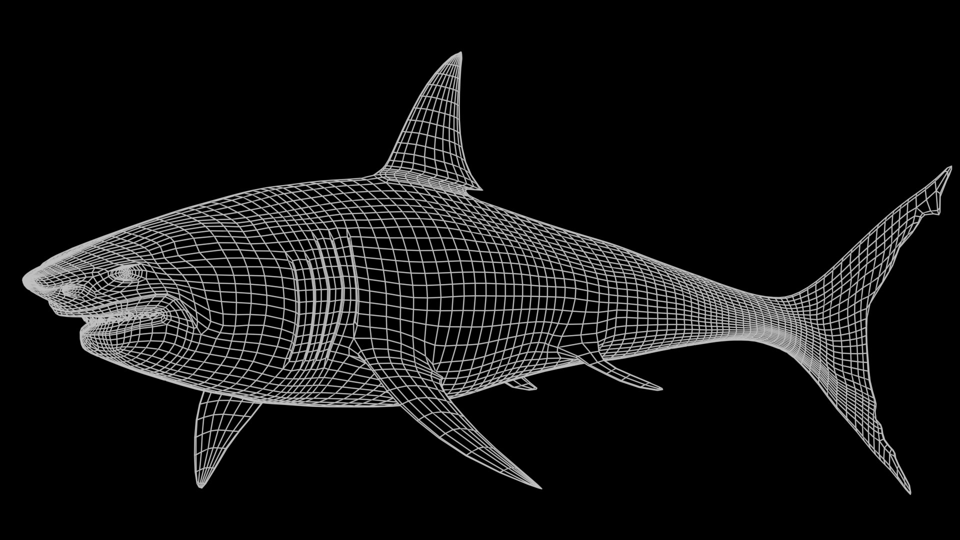 Shark 3D Model - TurboSquid 2049754
