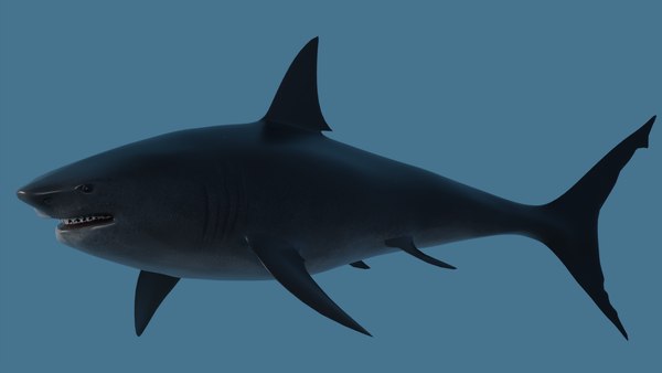 Shark 3D model - TurboSquid 2049754