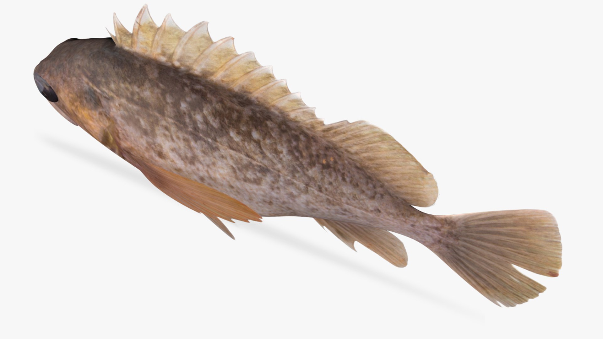 Grass Fish 3D Model - TurboSquid 1600449