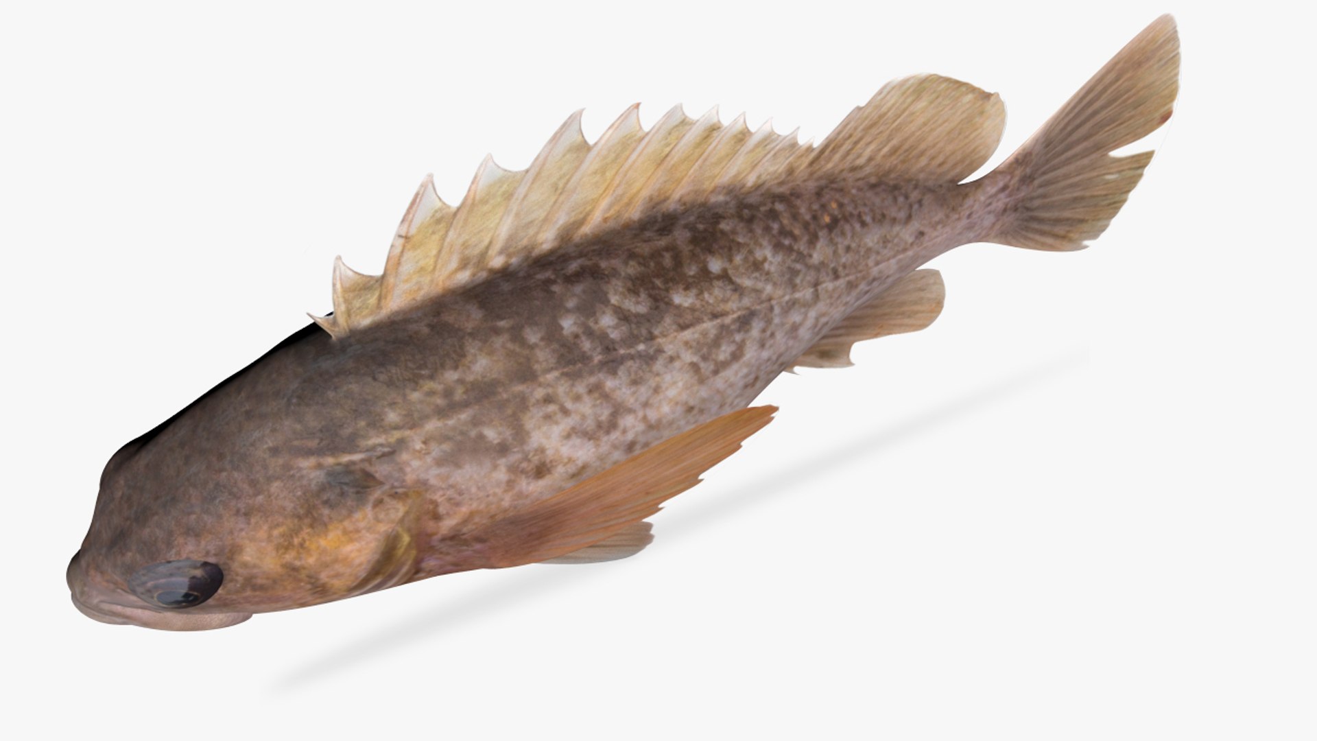 Grass Fish 3D Model - TurboSquid 1600449