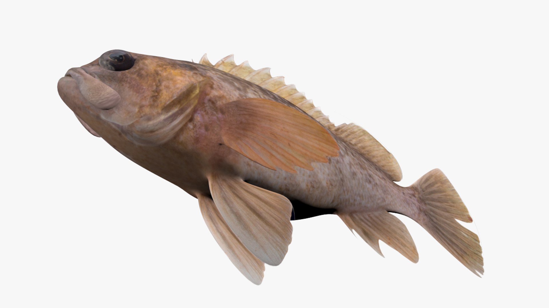 Grass Fish 3D Model - TurboSquid 1600449