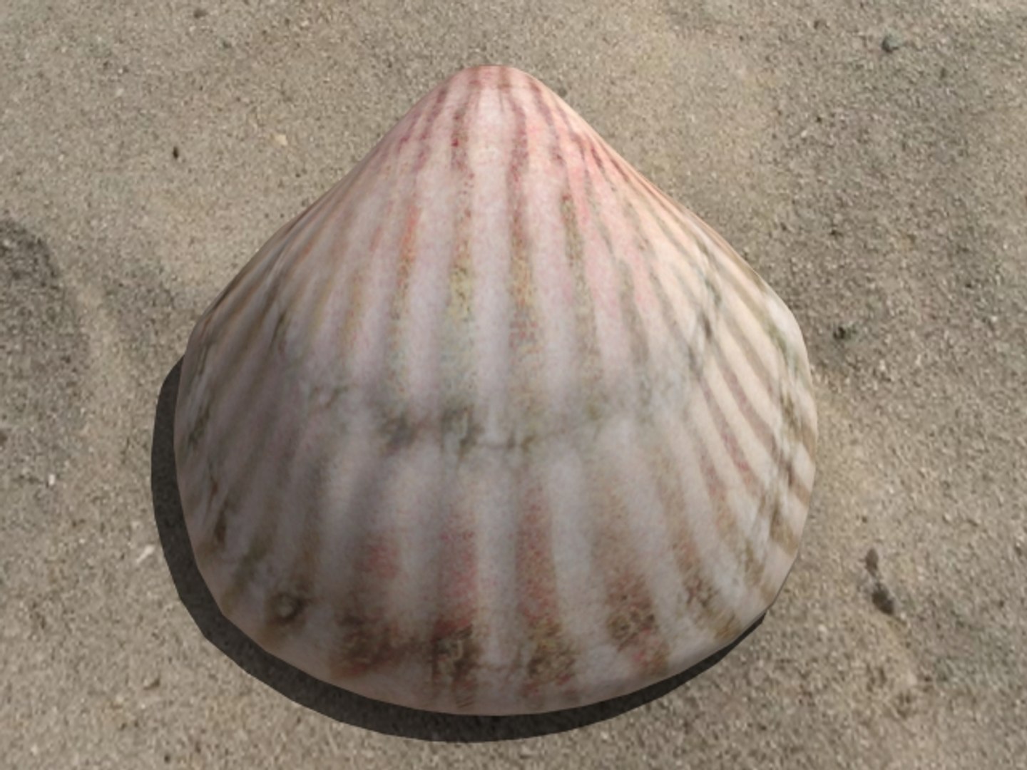 Sea Shell 3d Model