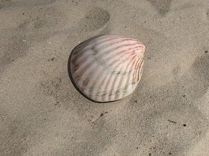 Pipi Shell 3D - TurboSquid 1209370