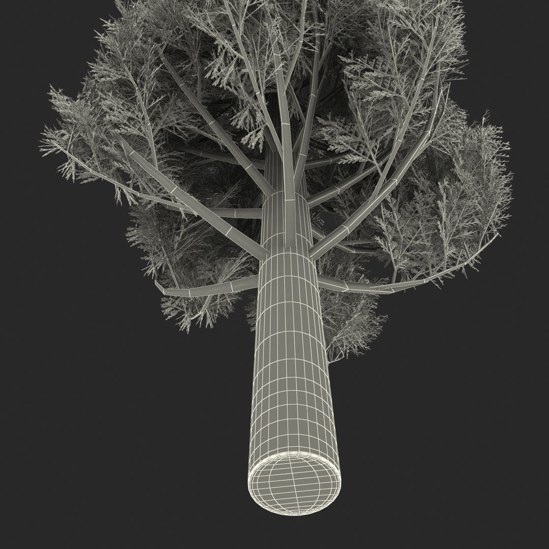 3d Model Cypress Tree 3