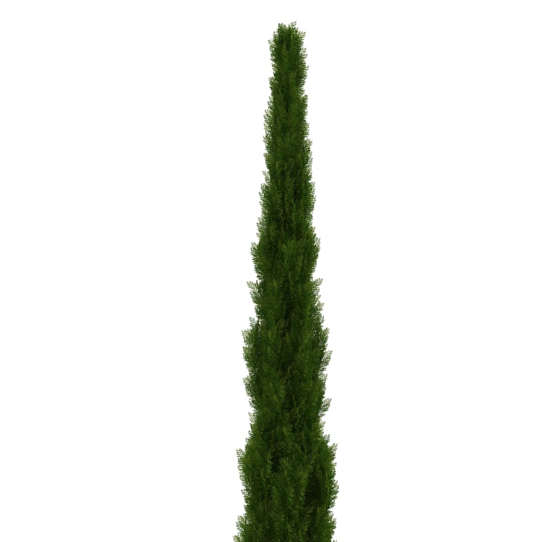3d Model Cypress Tree 3