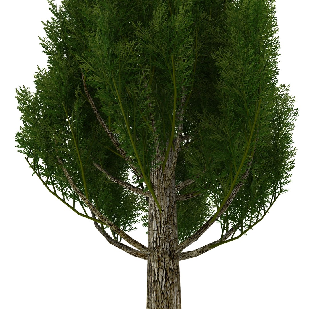 3d model cypress tree 3