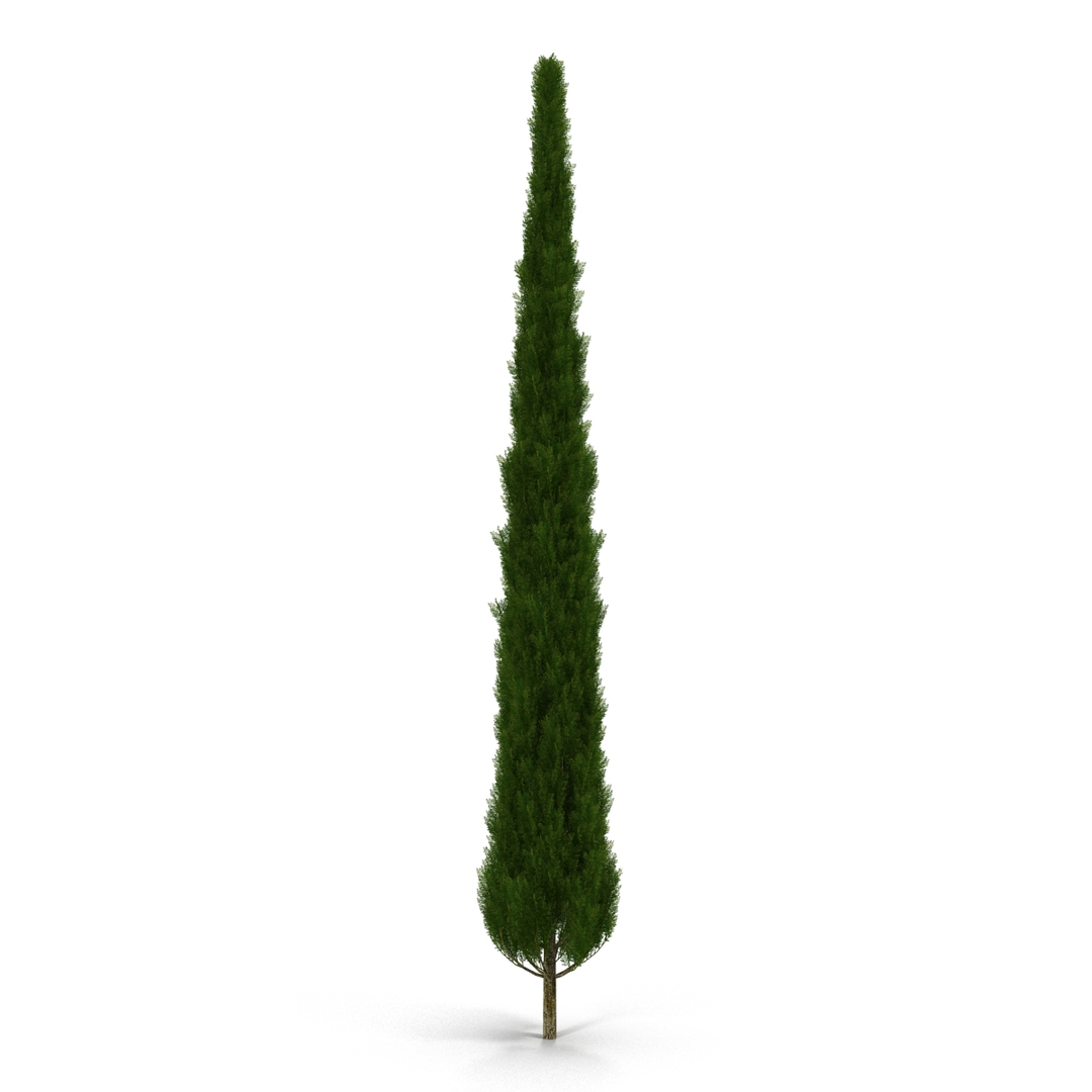 3d Model Cypress Tree 3