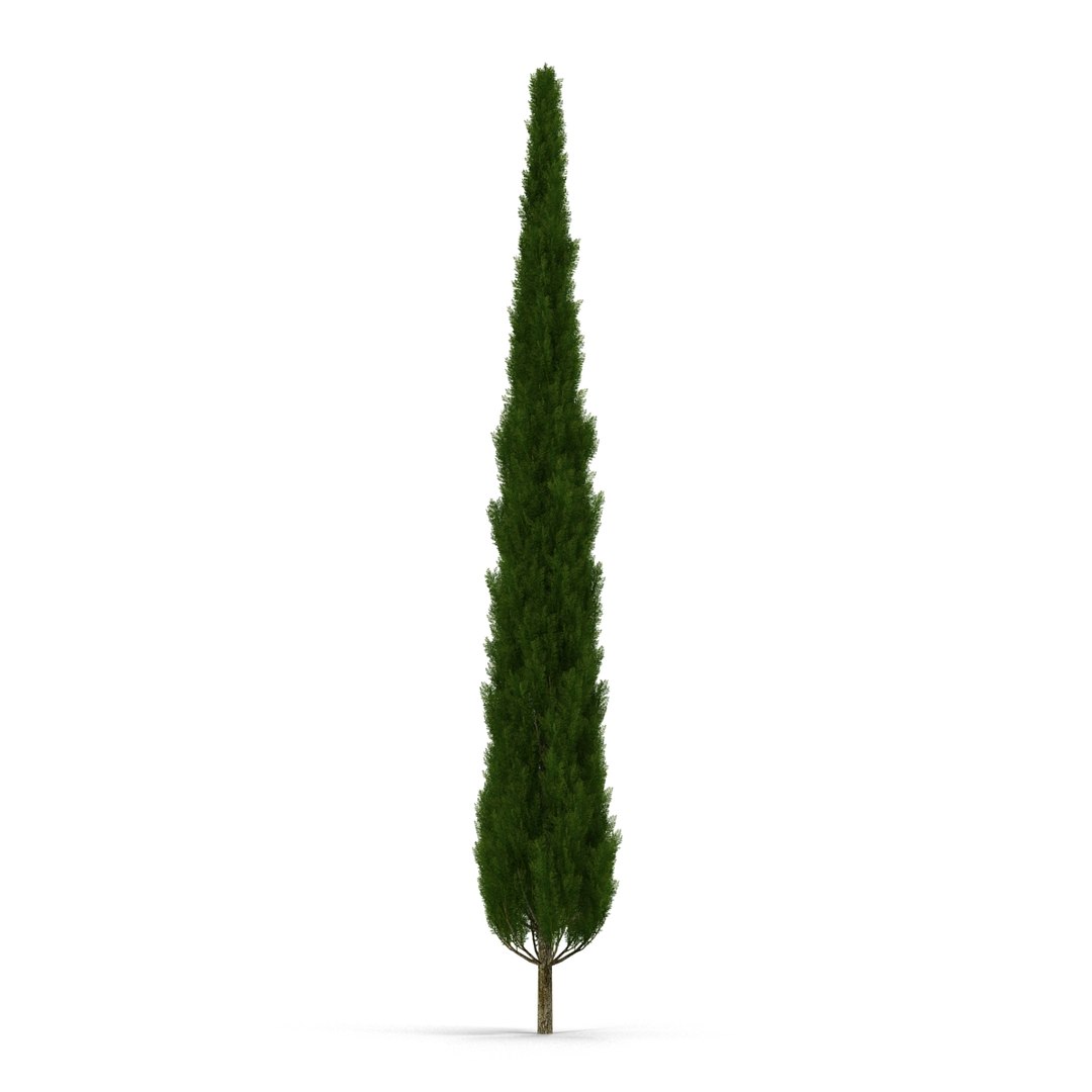 3d Model Cypress Tree 3