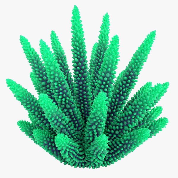 Acropora Coral 3D Models for Download | TurboSquid