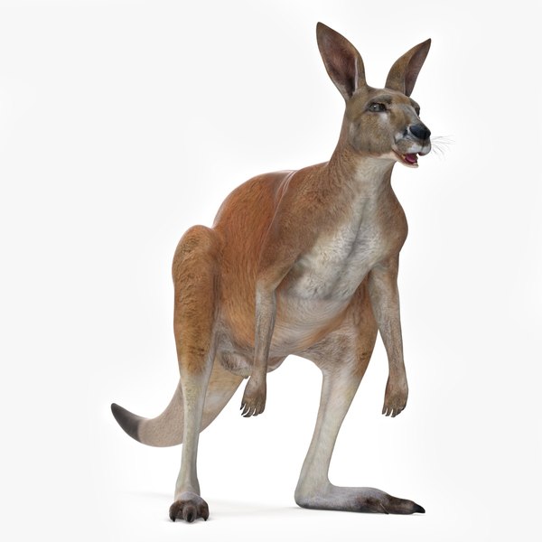 Kangaroo 3D Models for Download | TurboSquid