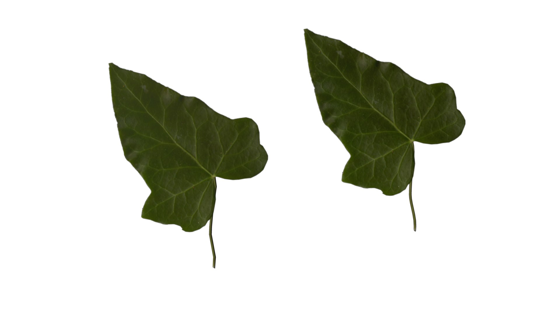 Free Ma Mode Ivy Leaf