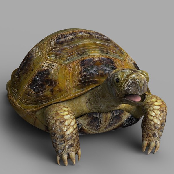 3D turtle toad model - TurboSquid 1395708