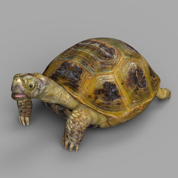3D turtle toad model - TurboSquid 1395708