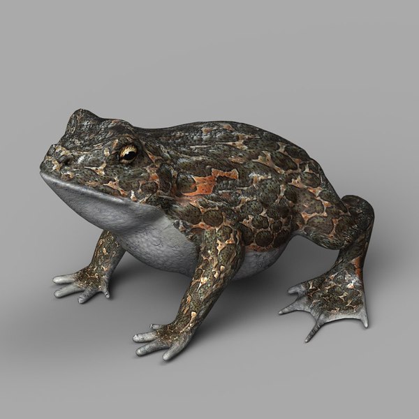 3D turtle toad model - TurboSquid 1395708