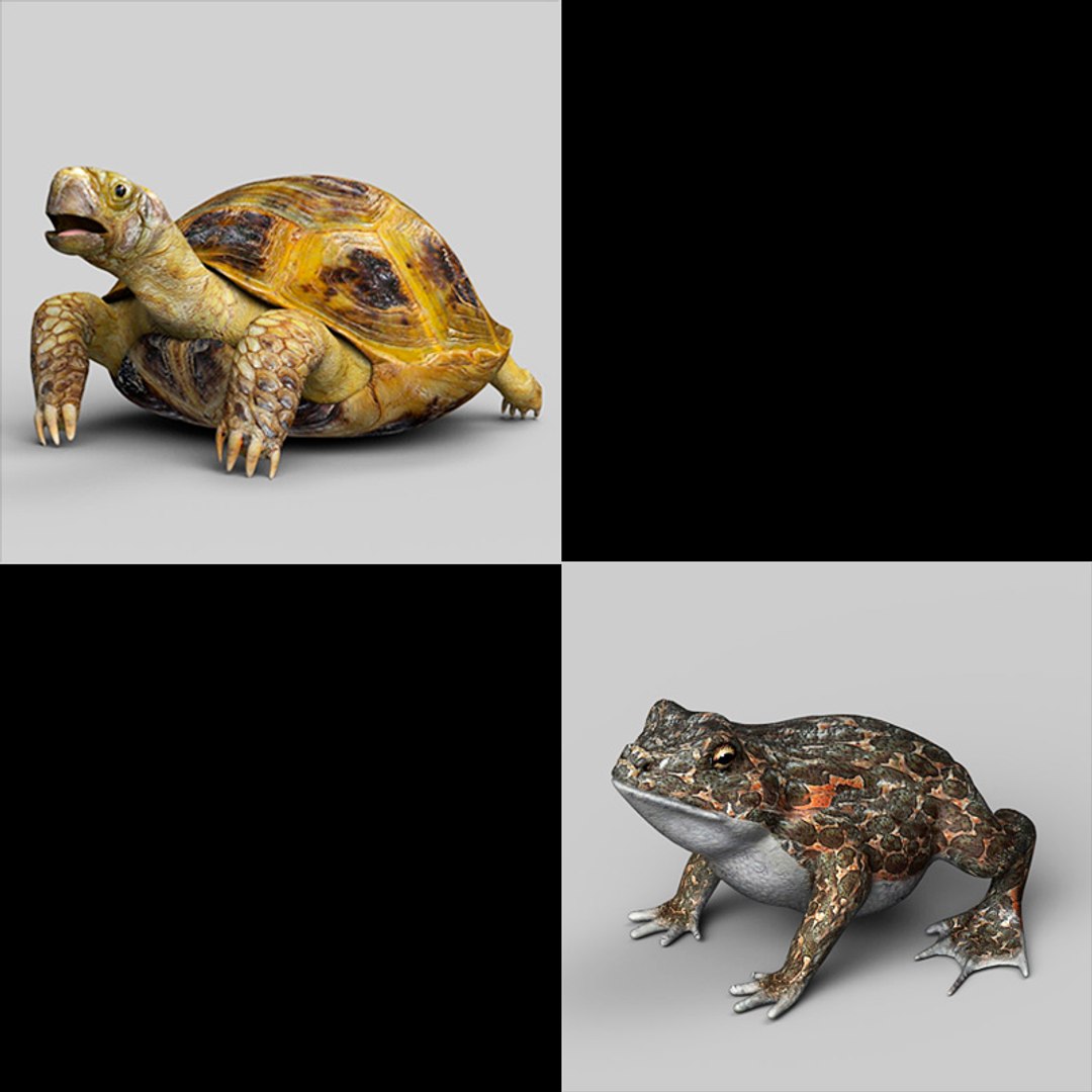 3D turtle toad model - TurboSquid 1395708