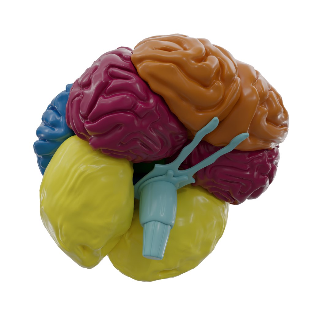 3D Human Brain Layout Model - TurboSquid 2207956