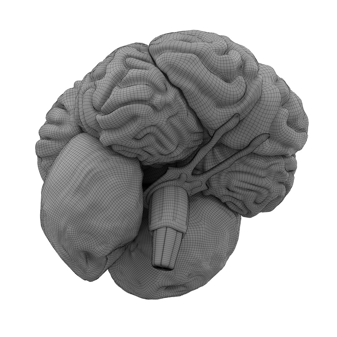 3D Human Brain Layout Model - TurboSquid 2207956