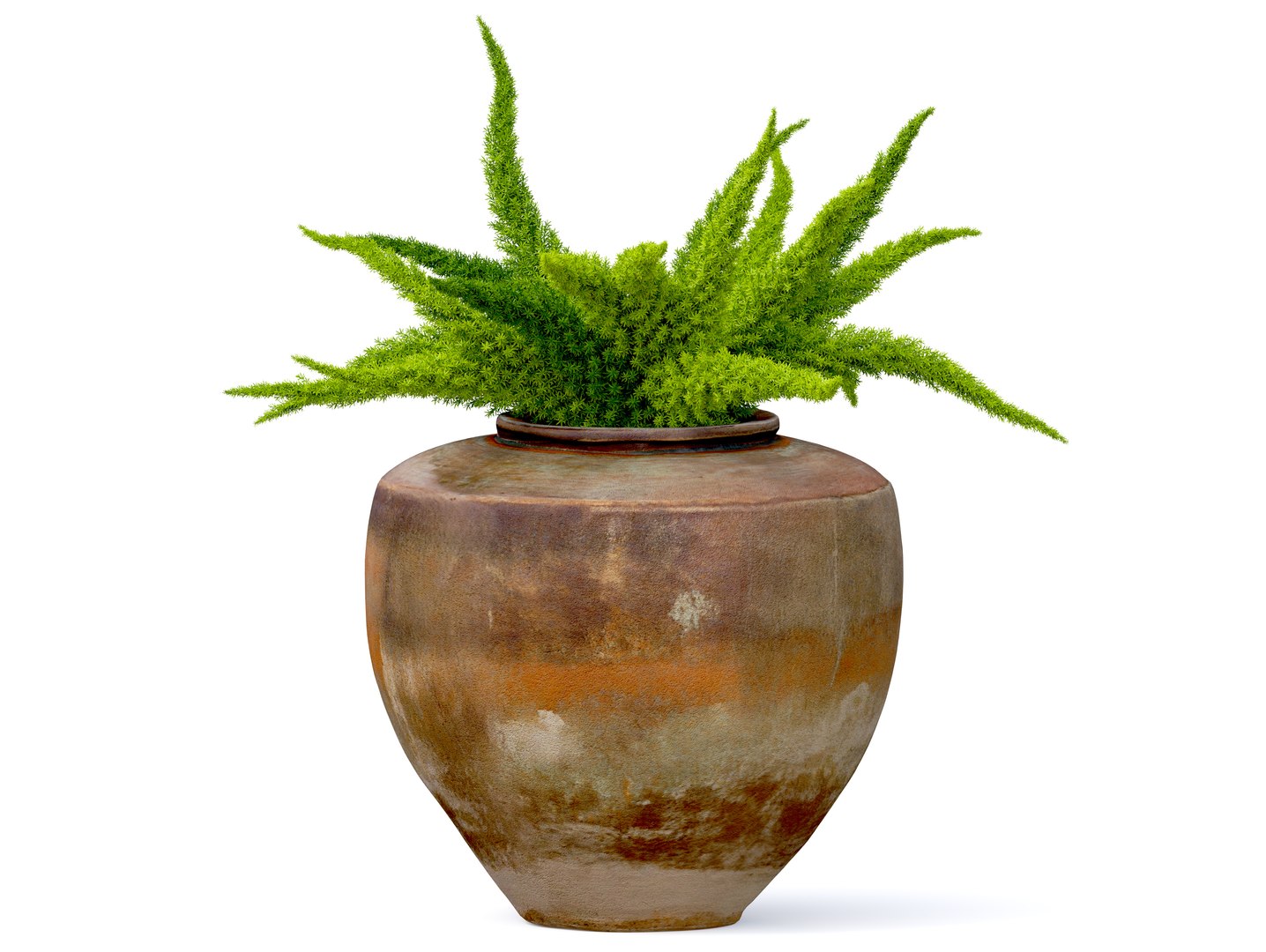 Foxtail Fern In Planter 3D - TurboSquid 2420573