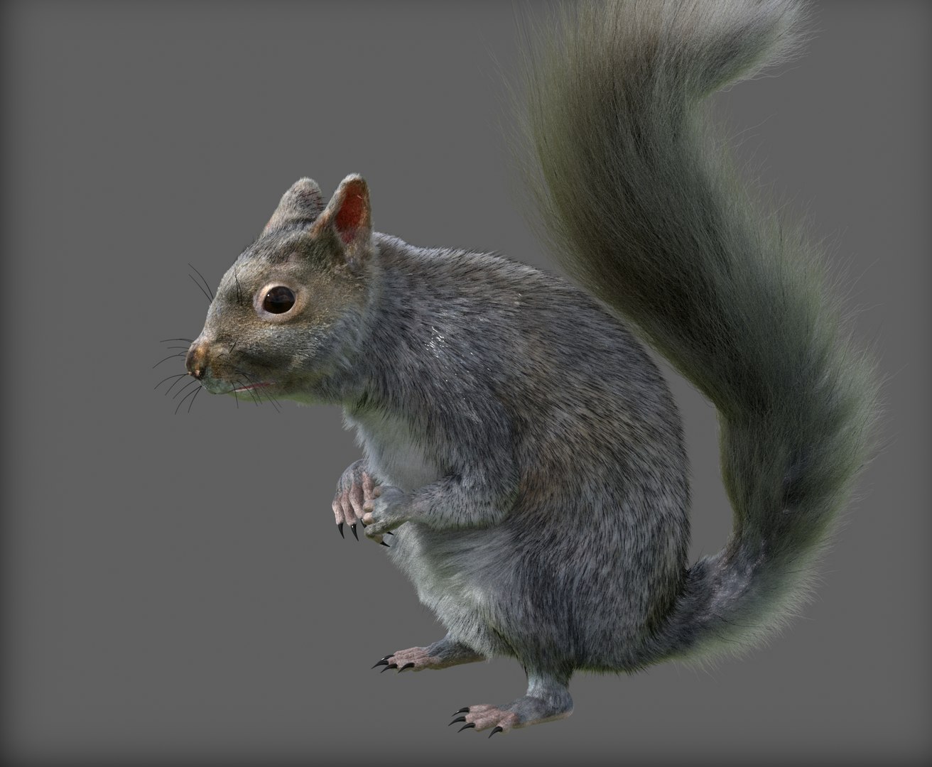 3D Squirrel Animation Rig Model - TurboSquid 1298398