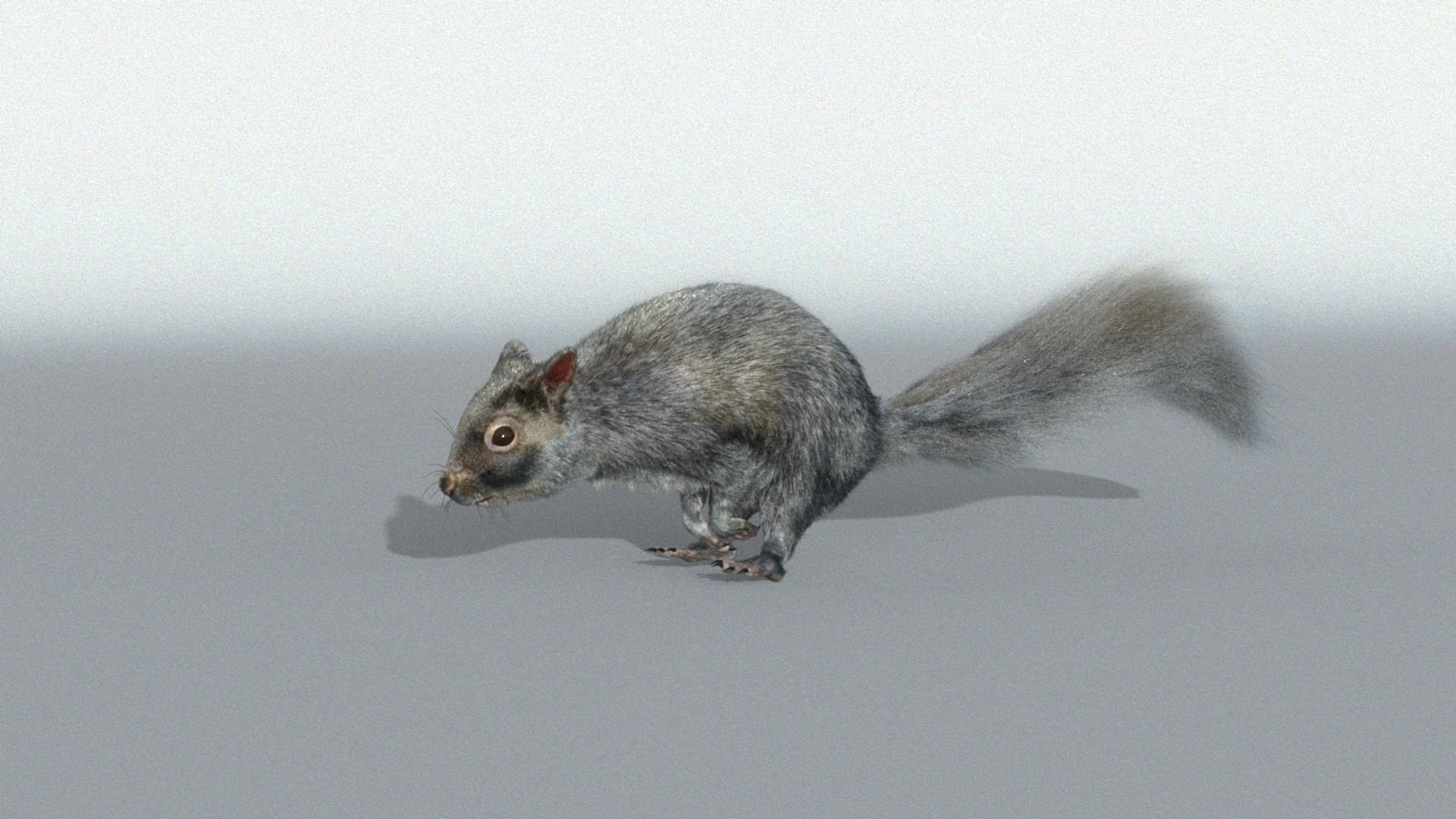 3D Squirrel Animation Rig Model - TurboSquid 1298398